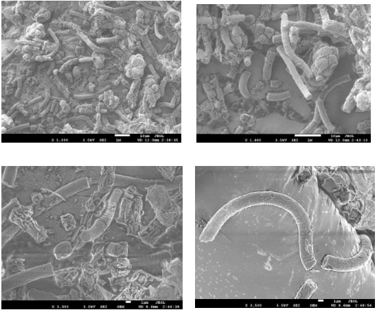 Scanning Electron Microscope Image Database